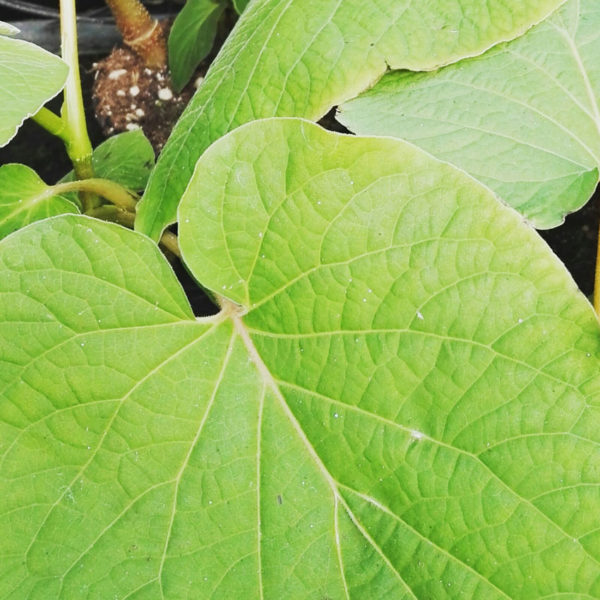 Hoja santa | Production and Online Sale of Organic Aromatic Plants ...