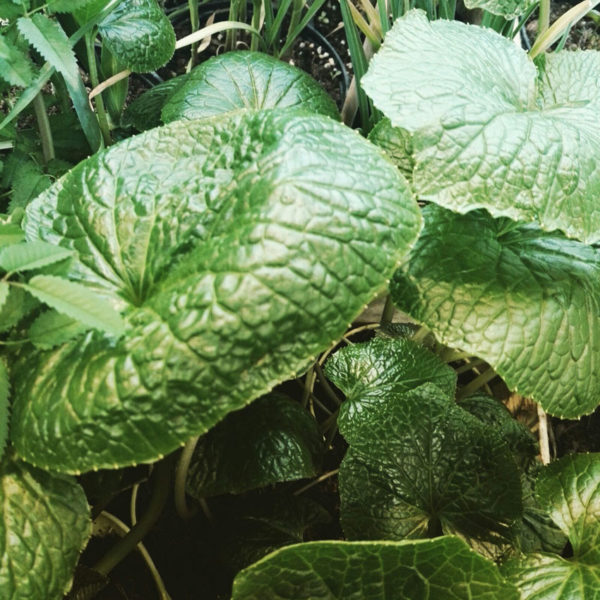 Wasabi orgánico | Producción y Venta Online de Plantas Aromáticas ...