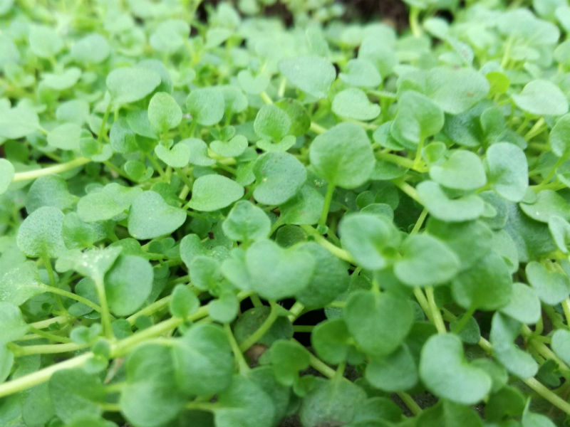 Menta della corsica bio | Produzione e Vendita Online Piante Aromatiche ...