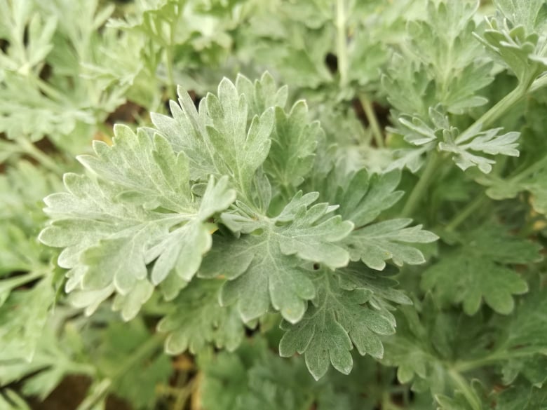 Assenzio bio | Produzione e Vendita Online Piante Aromatiche Biologiche ...