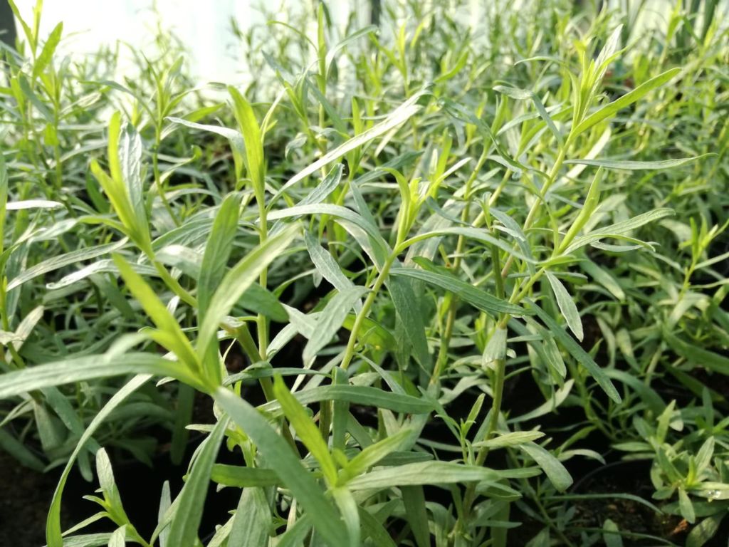 Dragoncello francese o Estragon bio | Produzione e Vendita Online ...