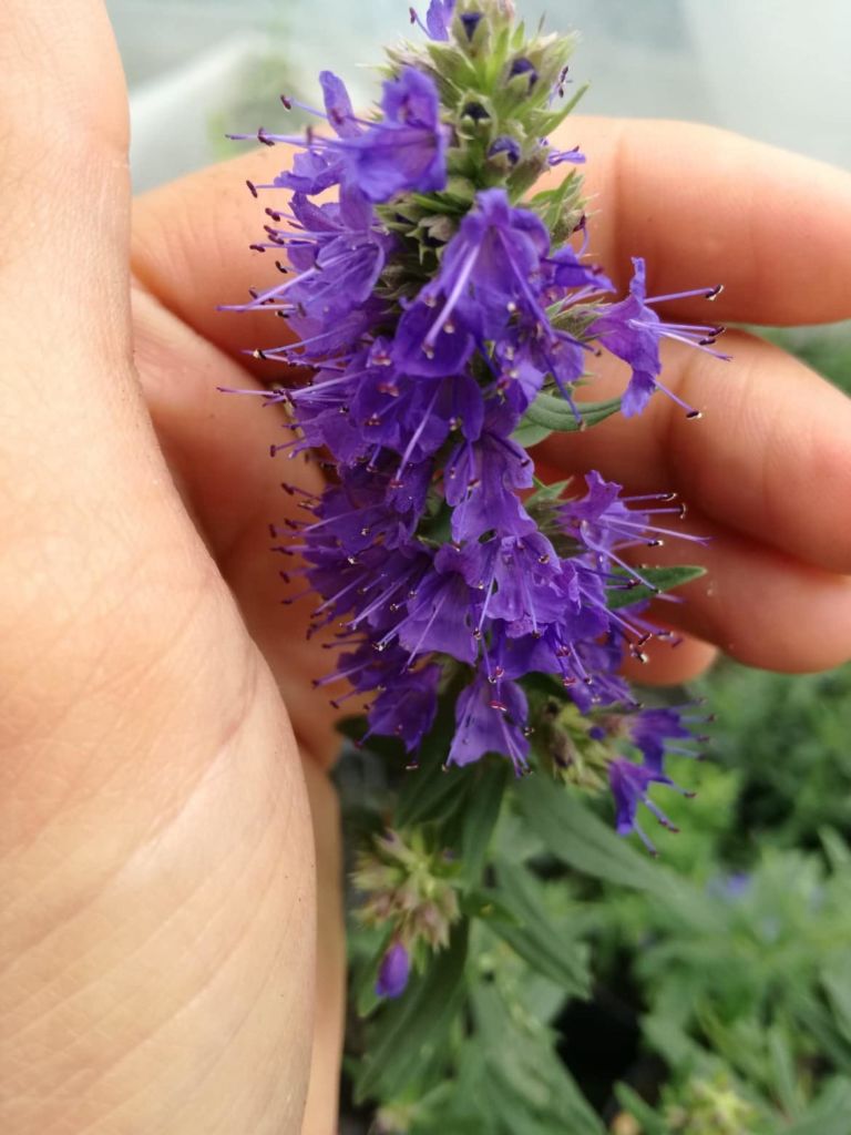Organic hyssop | Production and Online Sale of Organic Aromatic Plants ...