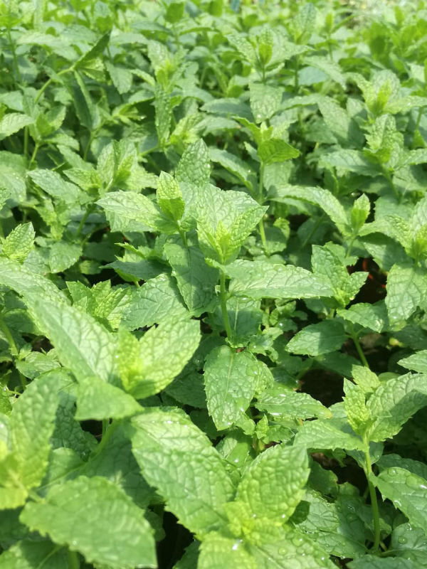 Menta marroquí orgánica | Producción y Venta Online de Plantas ...