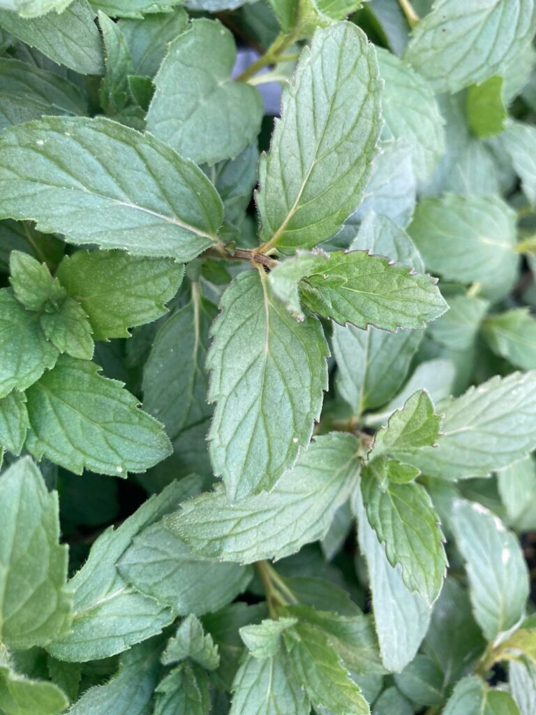 Organic Alpine mint | Production and Online Sale of Organic Aromatic ...