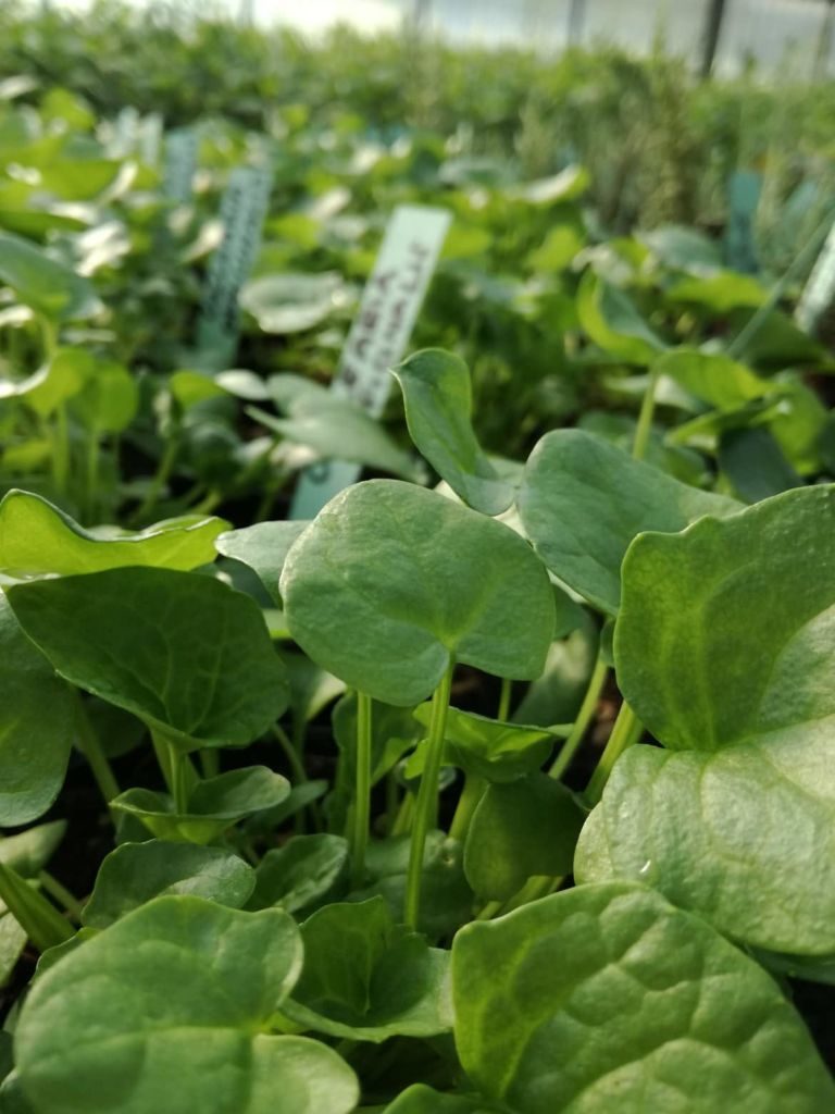 Mustard or cochlearia bio | Production and Online Sale of Organic ...