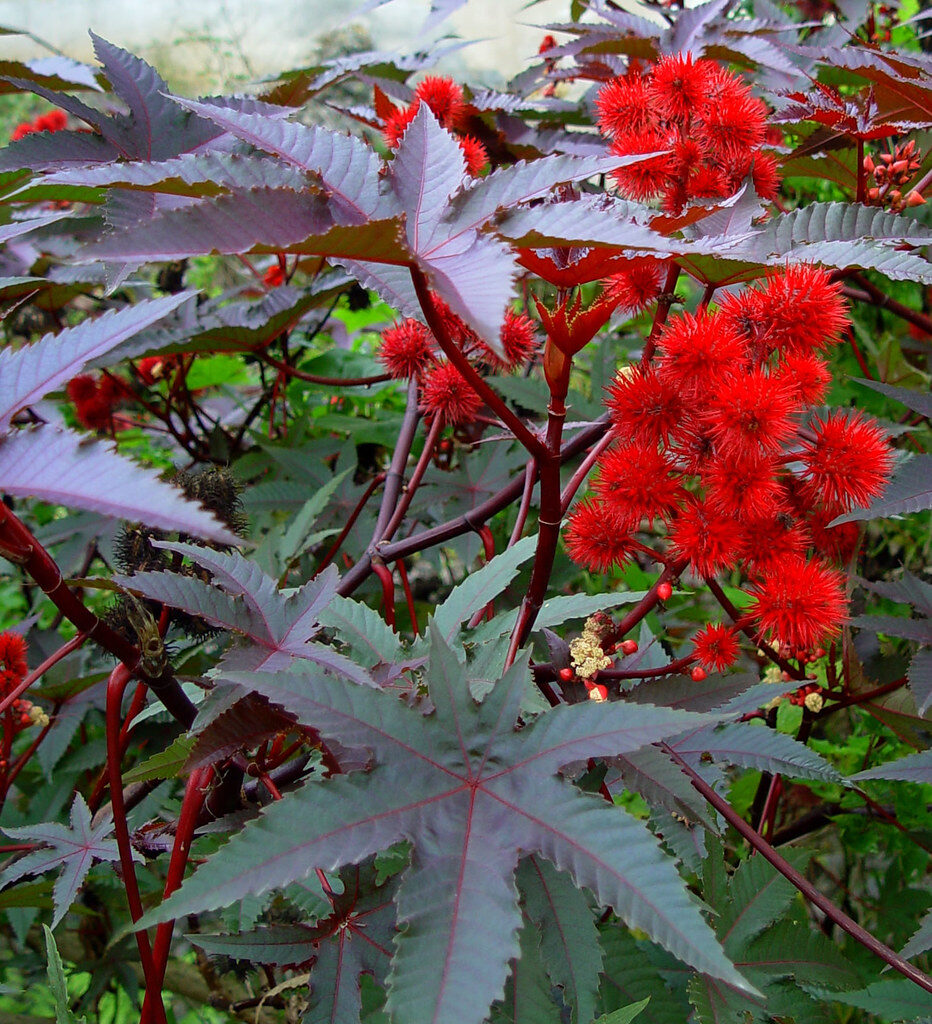 Ricino rosso bio | Produzione e Vendita Online Piante Aromatiche ...