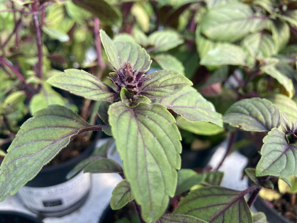 African basil or organic black basil | Production and Online Sale of ...
