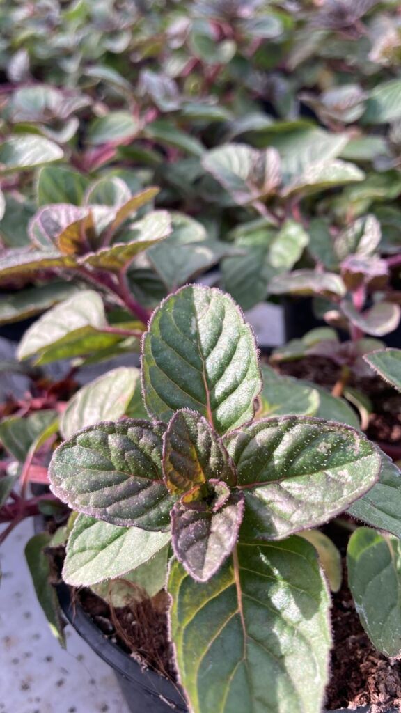 Menta frutti di bosco bio | Produzione e Vendita Online Piante ...