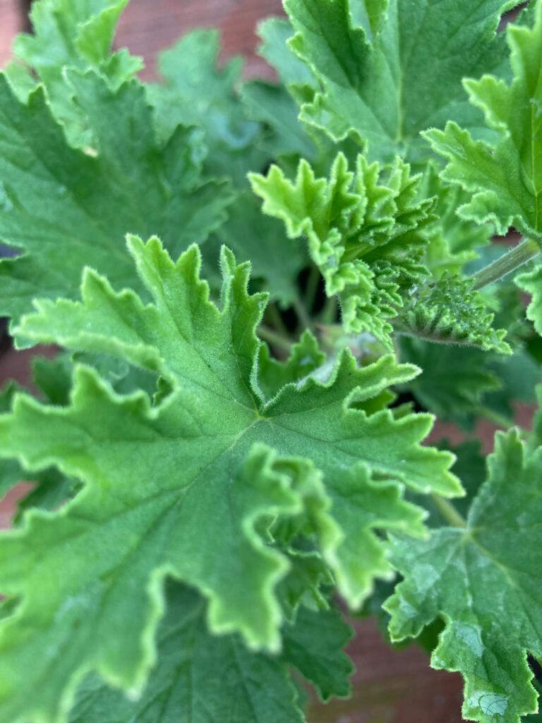 Organic lemon geranium | Production and Online Sale of Organic Aromatic ...