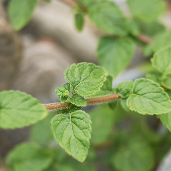 Mentuccia romana bio | Produzione e Vendita Online Piante Aromatiche ...
