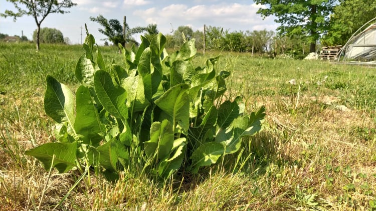 Cren bio in vaso | Produzione e Vendita Online Piante Aromatiche ...