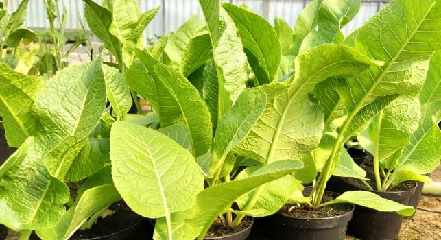 Cren | Produzione e Vendita Online Piante Aromatiche Biologiche - Geel ...