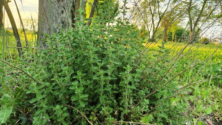 Origano bio | Produzione e Vendita Online Piante Aromatiche Biologiche ...